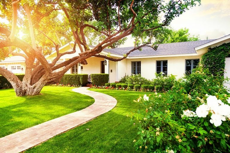 Plantation et entretien du Lilas du Japon : conseils pratiques - Jardino